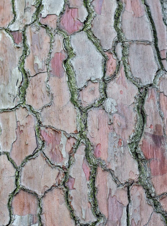 Pine tree bark stock photo. Image of back, textured, background - 59661434