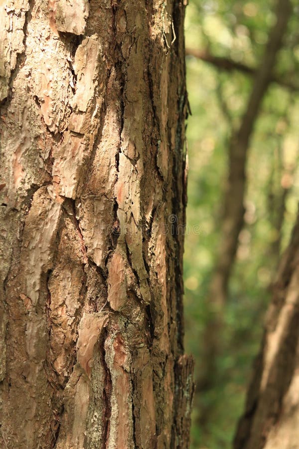 Pine Tree, Bark Close-up. Close-up of Pine Bark in the Forest Stock ...