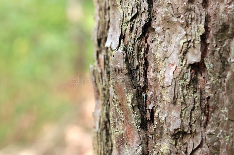 Pine Tree, Bark Close-up. Close-up of Pine Bark in the Forest Stock ...