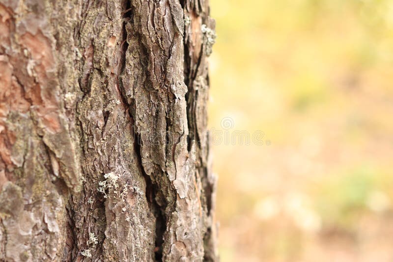 Pine Tree, Bark Close-up. Close-up of Pine Bark in the Forest Stock ...