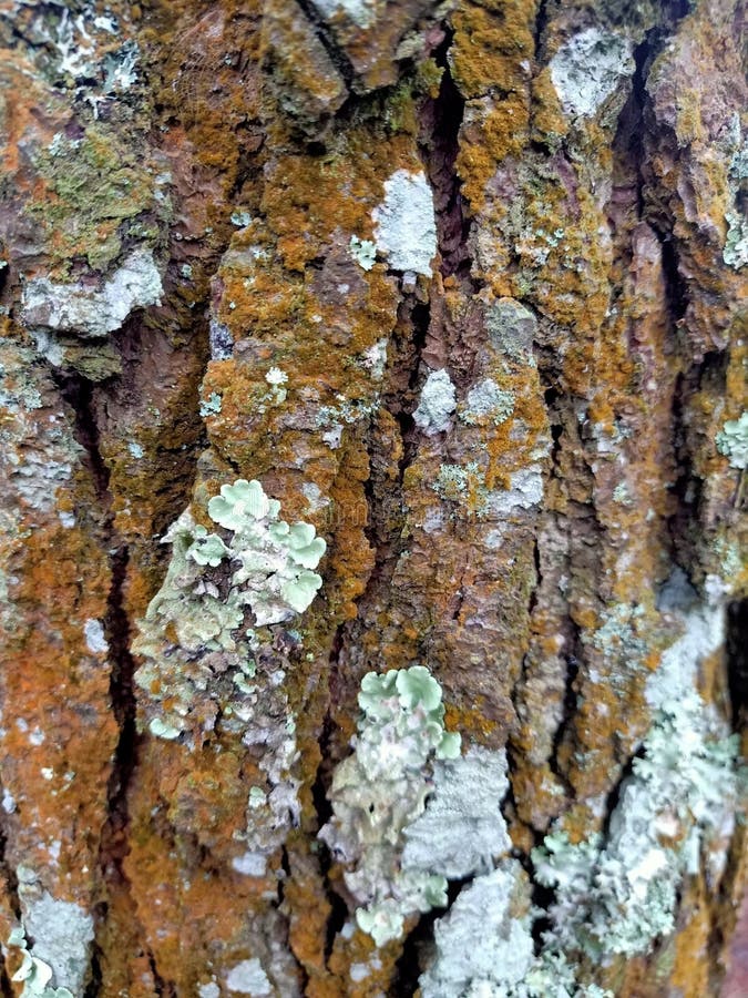 Pine Tree Bark Covered with Mosses Stock Image - Image of nature, covered: 311153127