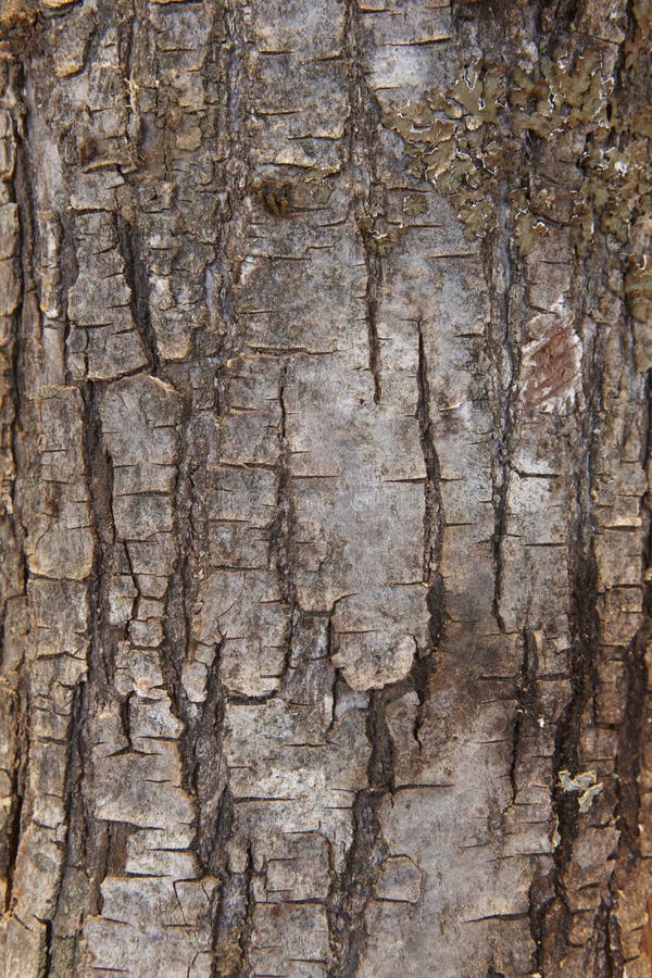 Pine Tree Bark Detail Vertical Format Stock Photos - Free & Royalty ... Pine Tree Bark Detail Vertical Format Stock Photos - Free & Royalty ...