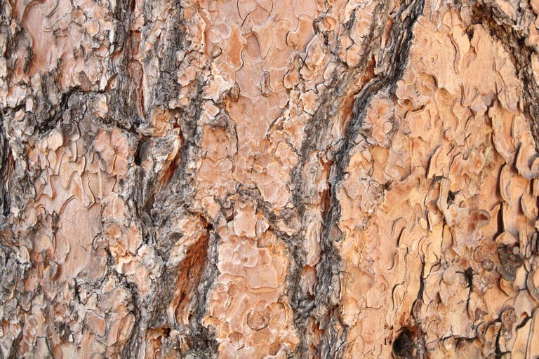 Pine Tree Bark Details Texture Pattern Brown Stock Image - Image of ...