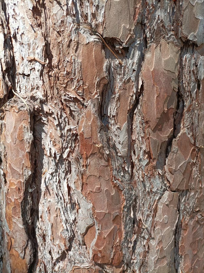 Pine Tree Bark with Pattern and Side Contrast Light Stock Image - Image ...