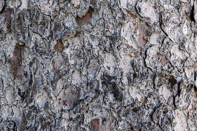 Pine Tree Bark Patterns Up Close Stock Image - Image of abstract ...