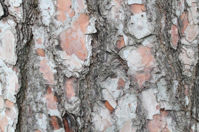 Pine Tree Bark Peeling Texture Stock Image - Image of texture, pine ...