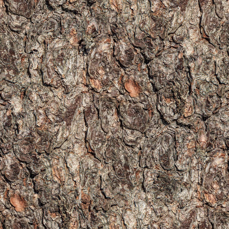 3,930 Pine Tree Bark Seamless Texture Stock Photos - Free & Royalty ...