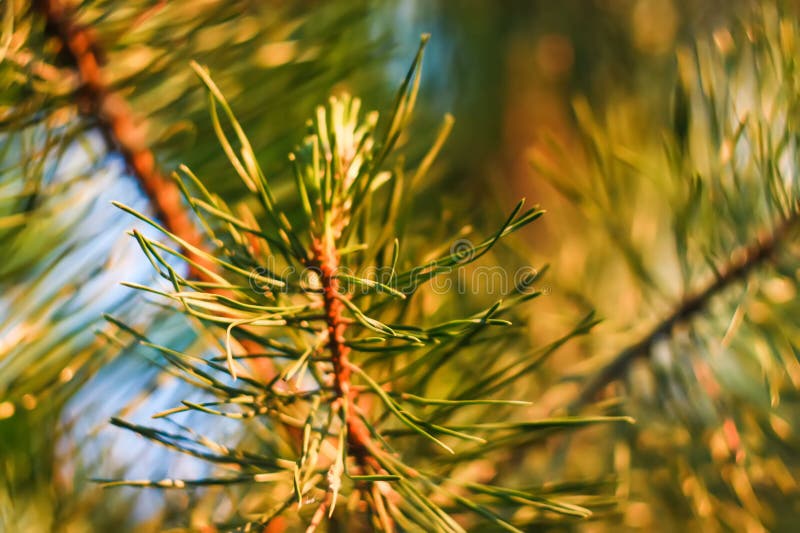 Pine Tree Bark in Sunlight. Nature Details in Wild Forest Stock Photo ...