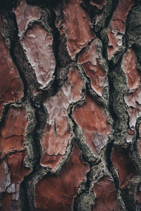 Pine Tree Bark Texture. Pine Tree Background. Abstract Texture and ...