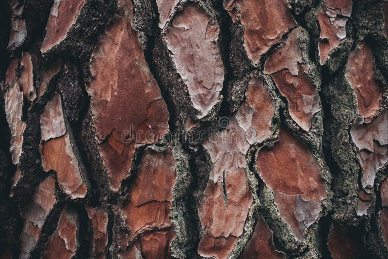 Pine Tree Bark Texture. Pine Tree Background. Abstract Texture and ...