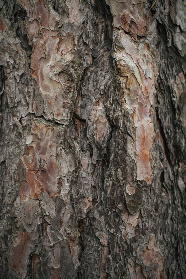 Pine Tree Bark Texture. Pine Tree Background. Abstract Texture And ...