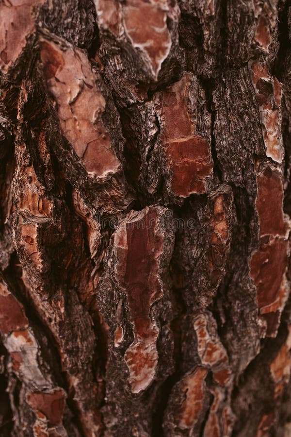 Pine Tree Bark Texture and Background, Close Up View of Natural and ...