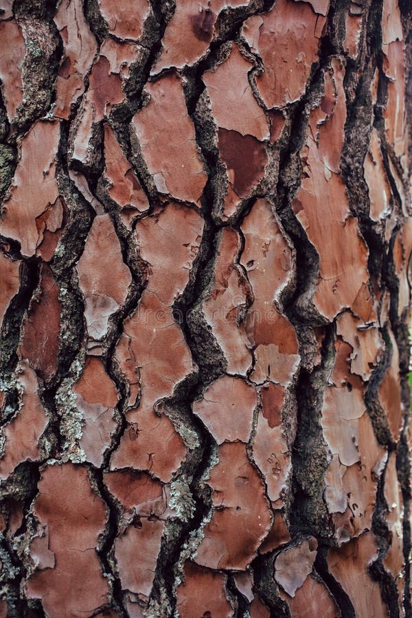 Pine Tree Bark Texture and Background, Macro View of Natural and ...
