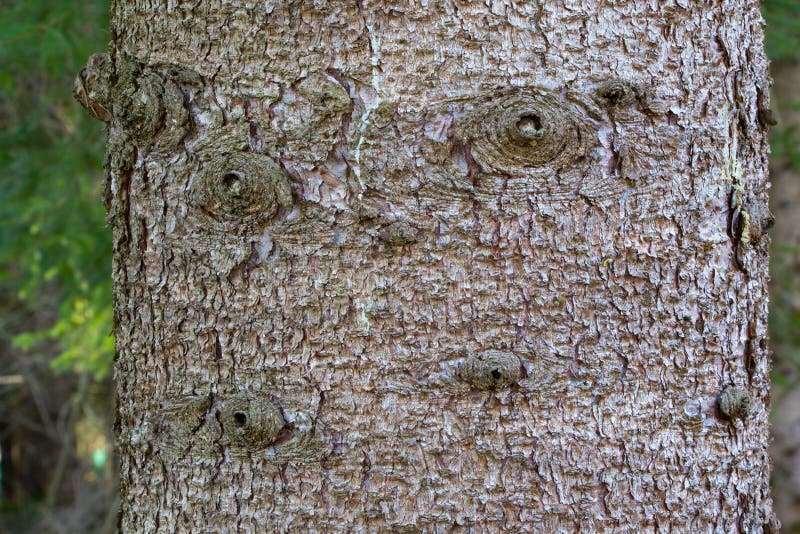 Tree Bark Texture Of Prunus Avium Or Wild Cherry With Beautiful Shiny ...