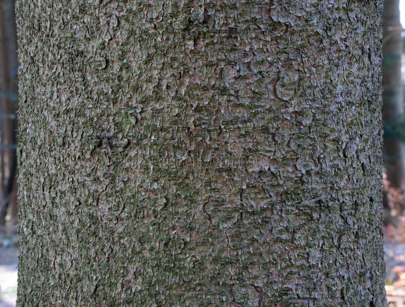 Tree Bark Texture of Prunus Avium or Wild Cherry with Beautiful Shiny ...