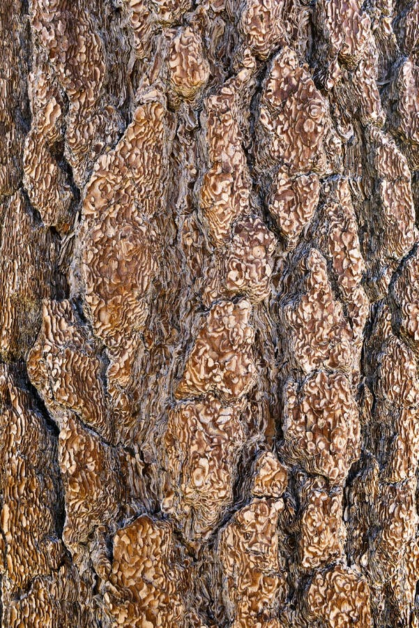 Pine Tree Bark texture stock image. Image of candid, close - 33468971