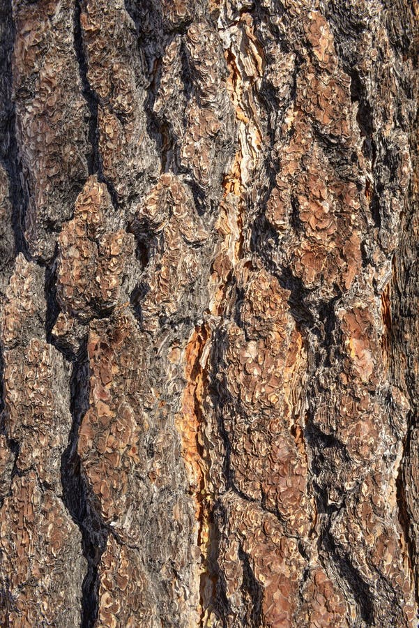 Pine Tree Bark texture stock image. Image of trunk, forest - 33469041