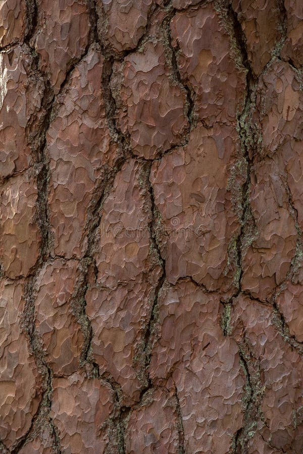 Pine Tree Bark Texture stock image. Image of tones, texture - 369353567