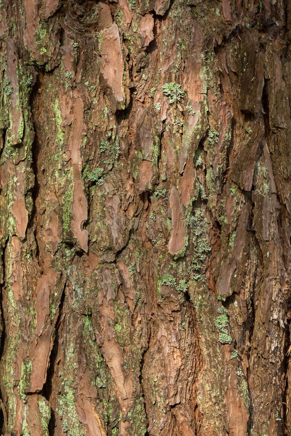 Pine Tree Bark Texture stock photo. Image of forest - 369353616