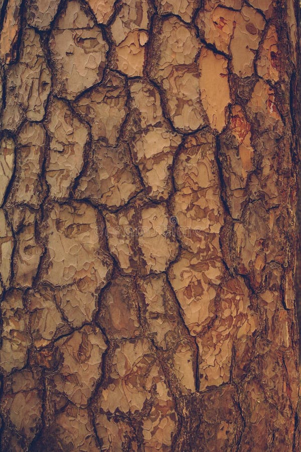 Pine Tree Bark Texture with Crisp Scales Stock Photo - Image of natural ...