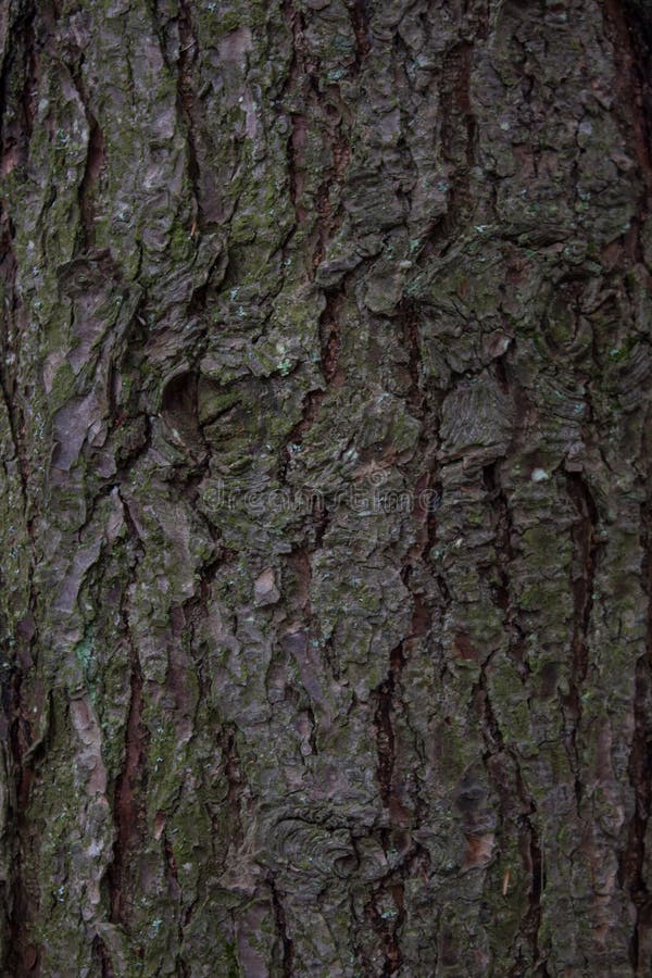 Pine Tree Bark Texture stock photo. Image of green, natural - 81298302