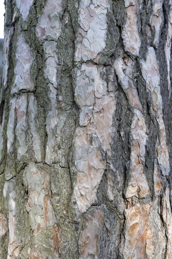 Pine Tree Bark Texture in the Forest for a Natural Background Stock ...