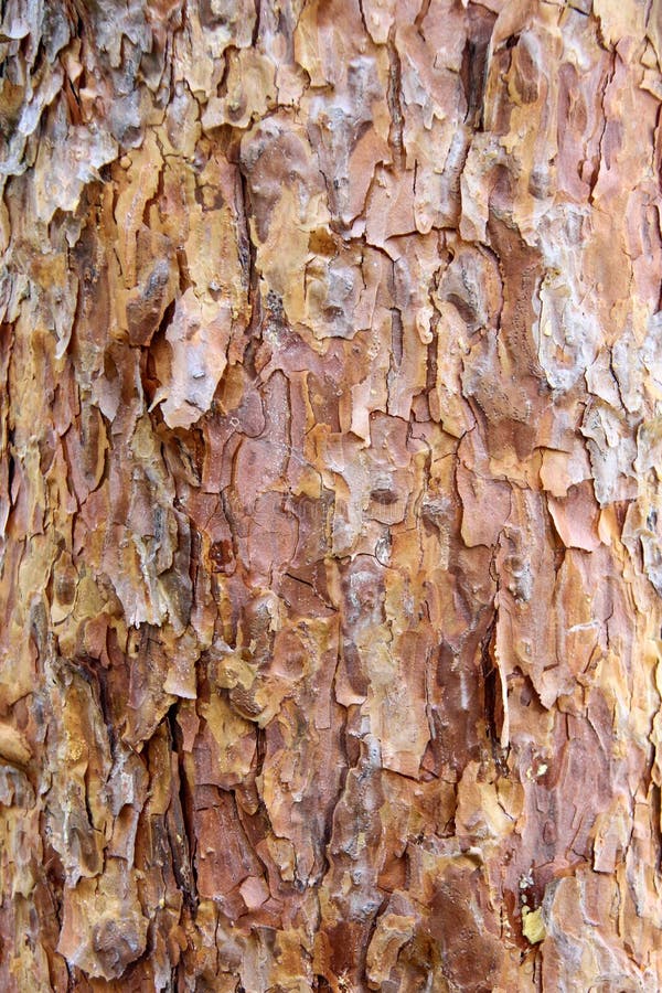 Pine Tree Bark stock photo. Image of texture, bark, rough - 44200448