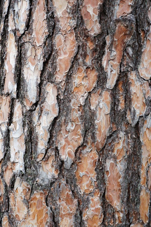 Pine Tree Bark Texture. Tree Pine Brown Color Closeup. Natural ...