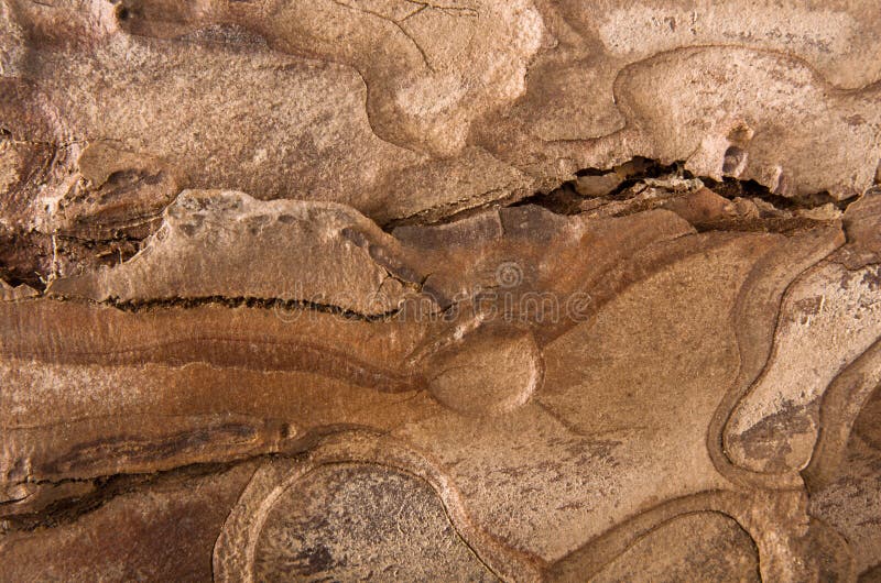 Pine Tree Bark Texture. Natural Nature Material Stock Photo - Image of ...