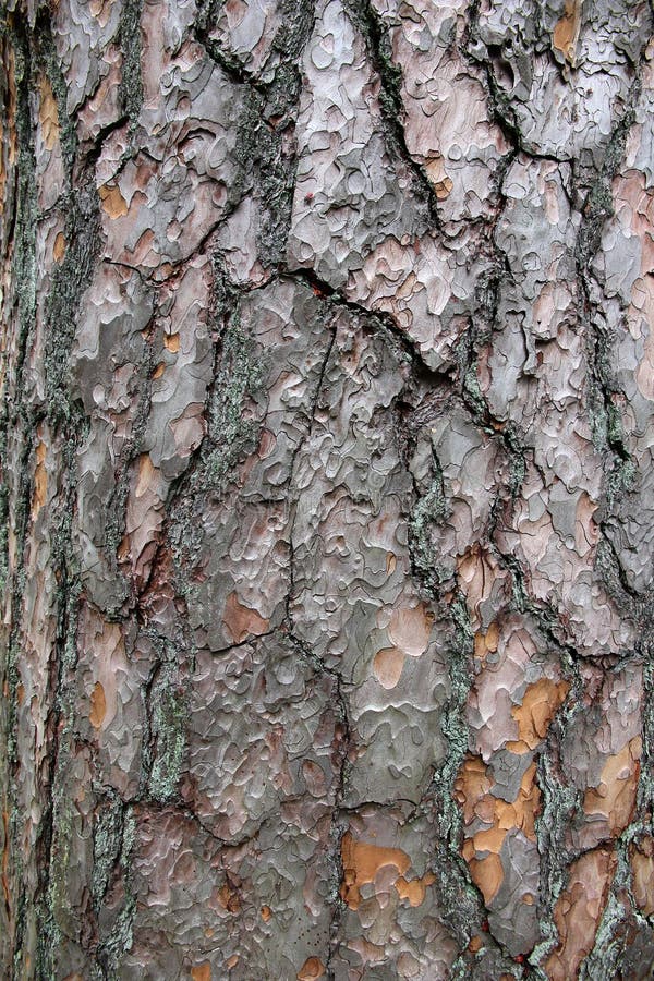 Pine tree bark texture. stock image. Image of coniferous - 35660855