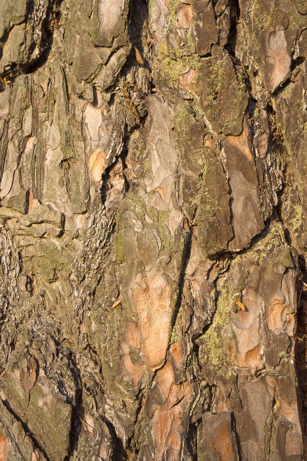 Fir tree bark texture. stock photo. Image of color, textured - 35659834