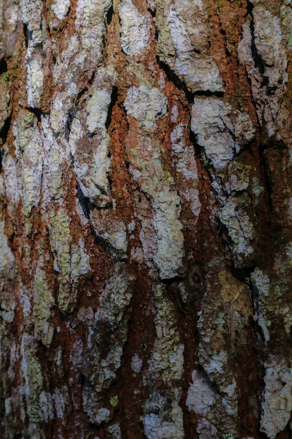 Pine tree bark texture stock image. Image of weathered - 285150147