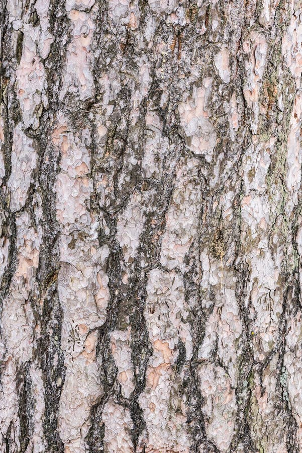 Pine tree bark texture. stock photo. Image of abstract - 179164578