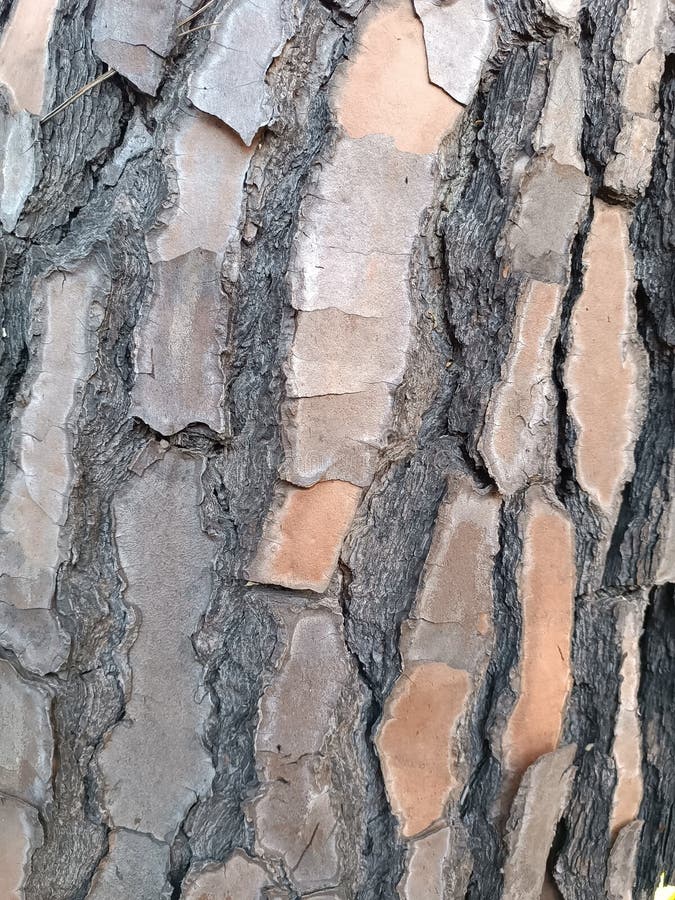 Pine Tree Bark Texture, Various Brown Tones Stock Image - Image of ...