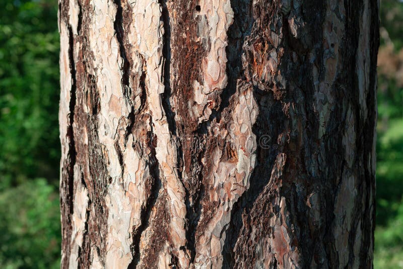 Pine tree bark stock image. Image of bark, closeup, macro - 236019615