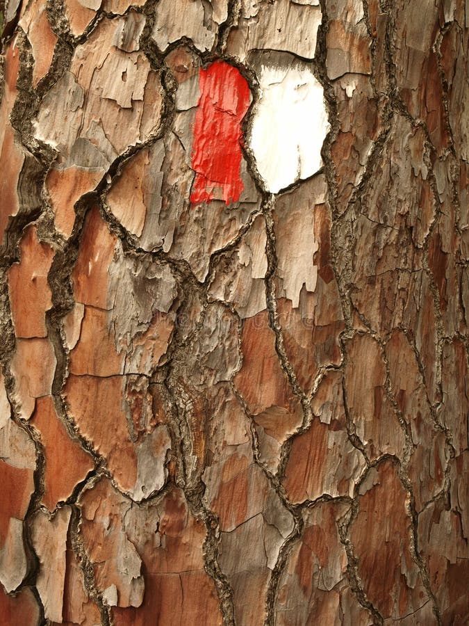 Pine Tree Bark with Trail Mark Stock Photo - Image of pine, paint: 22677790