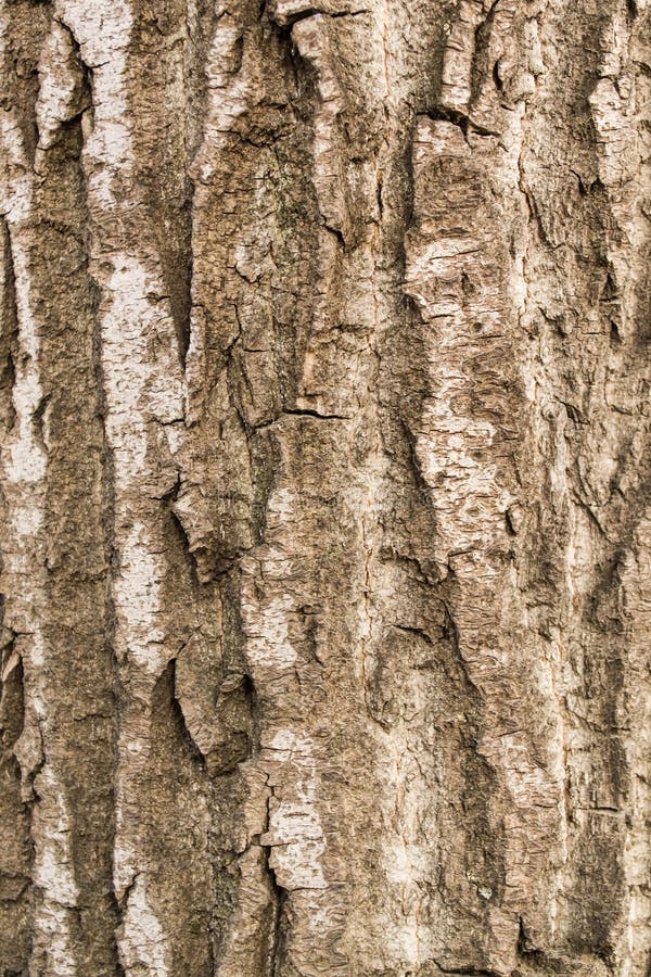 Pine Tree Bark. Vertical Furrows. Surface Texture Stock Photo - Image ...