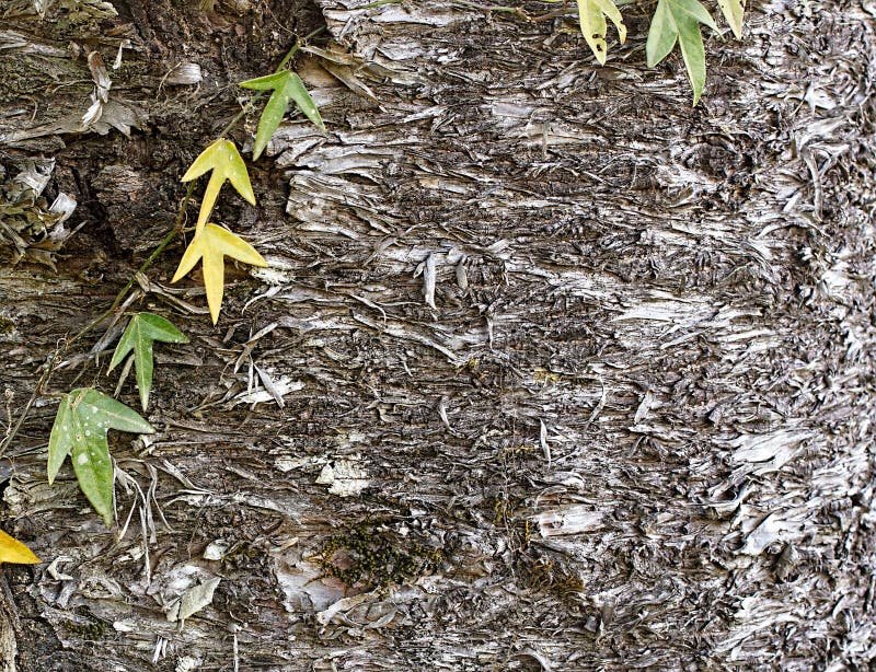 Pine Tree Bark with Vine Background Stock Image - Image of green ...