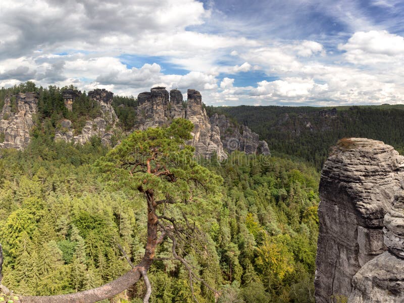 Pine Tree at the Bastei Sandstone Mountain Stock Image - Image of view ...
