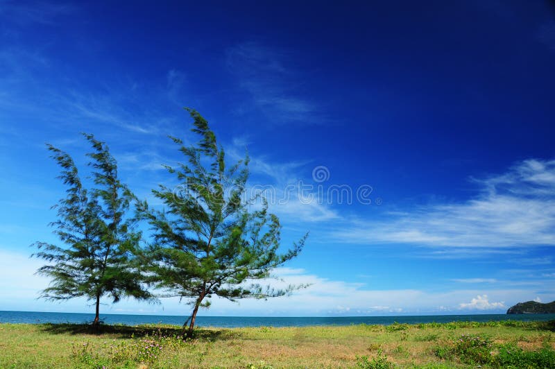 Pine tree on the beach stock photo. Image of blue, thailand - 17584166