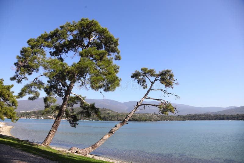 Pine Tree on the Beach Bodrum, Mugla. Stock Image - Image of water ...