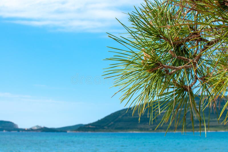 Pine tree on the beach stock image. Image of summer - 149924995
