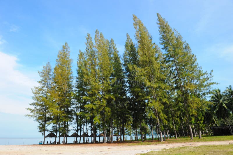 Pine Tree at beach stock image. Image of sunny, nature - 88045827