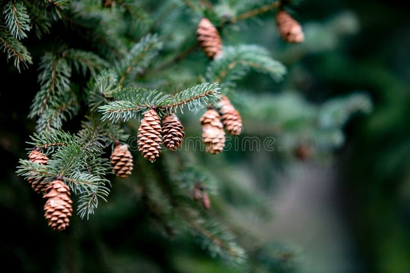 Pine Tree with Beautiful Cones in Forest Stock Image - Image of mood ...