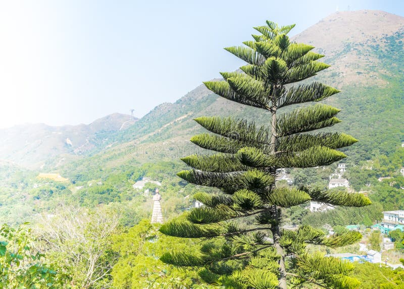 Pine tree stock photo. Image of park, highlands, mountain - 44000292
