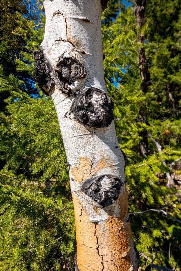 Old Aspen Tree with Rust Colored Bark and Pine Tree Stock Image - Image ...