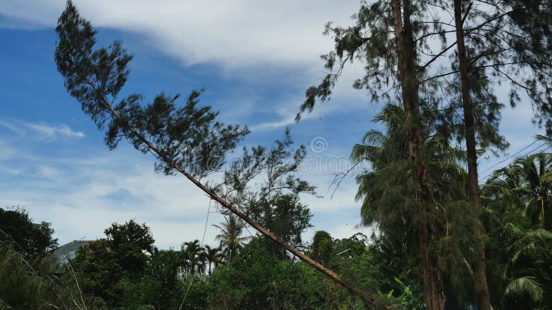 The Pine Tree is Being Cut Down and Falling in Forest Stock Photo ...