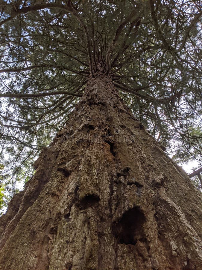 Pine tree, from below stock image. Image of looking - 191624815