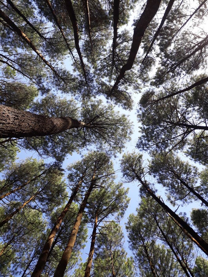 Pine Tree from Below in the Morning Stock Photo - Image of sunrise ...