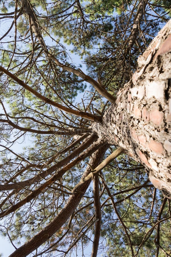 Pine Tree from Below in Sunny Day Stock Photo - Image of area ...